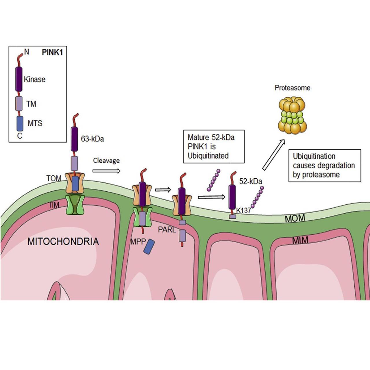 The Ubiquitination of PINK1 Is Restricted To Its Mature 52-kDa Form ...
