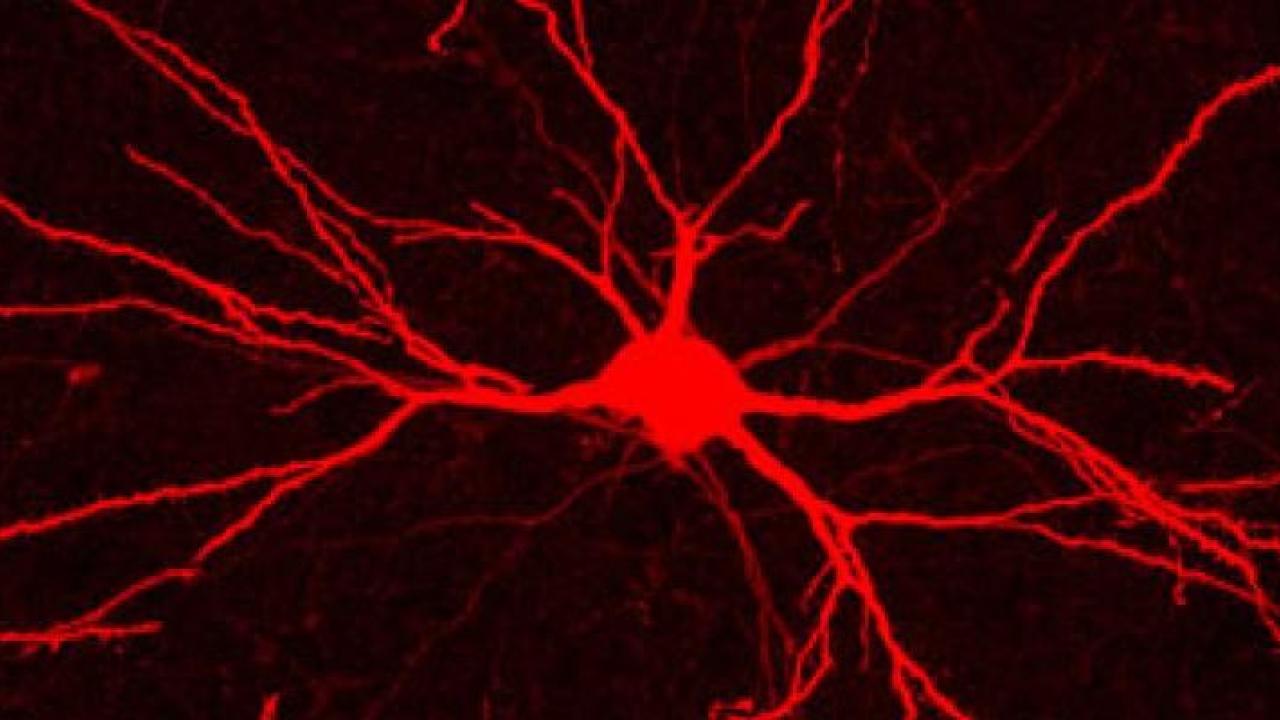 Study by KIBS Investigator Randy Bruno Leads to New Theory of How the ...