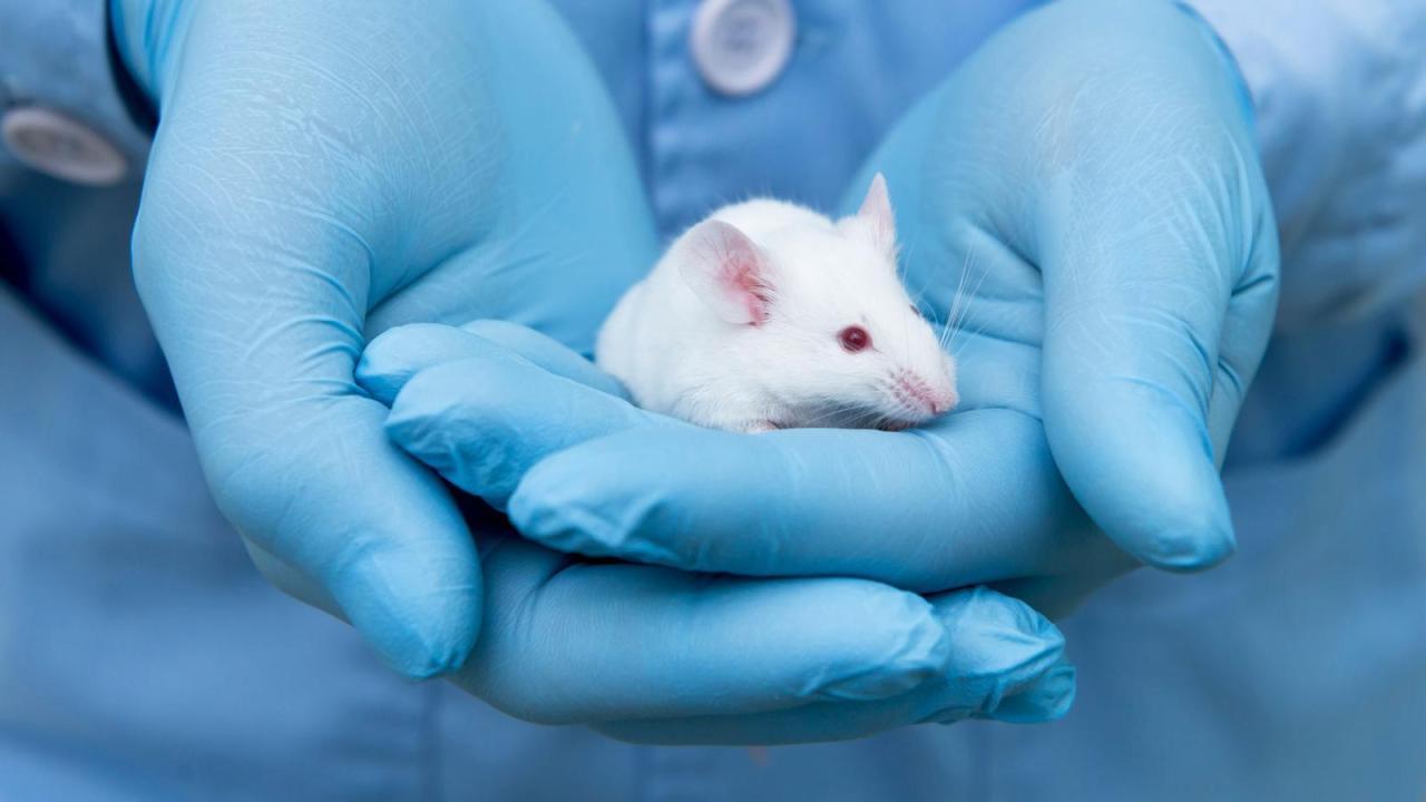 Humanized Mouse | Vagelos College of Physicians and Surgeons