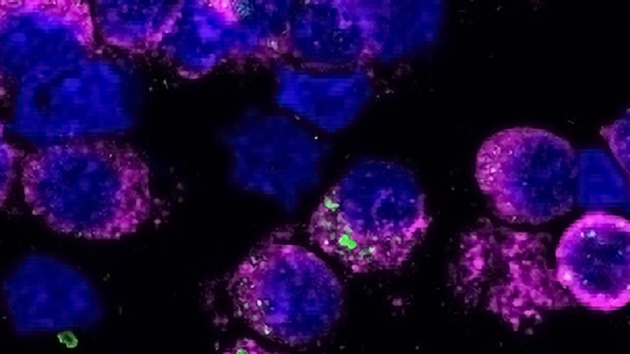 Garcia Lab | Vagelos College of Physicians and Surgeons