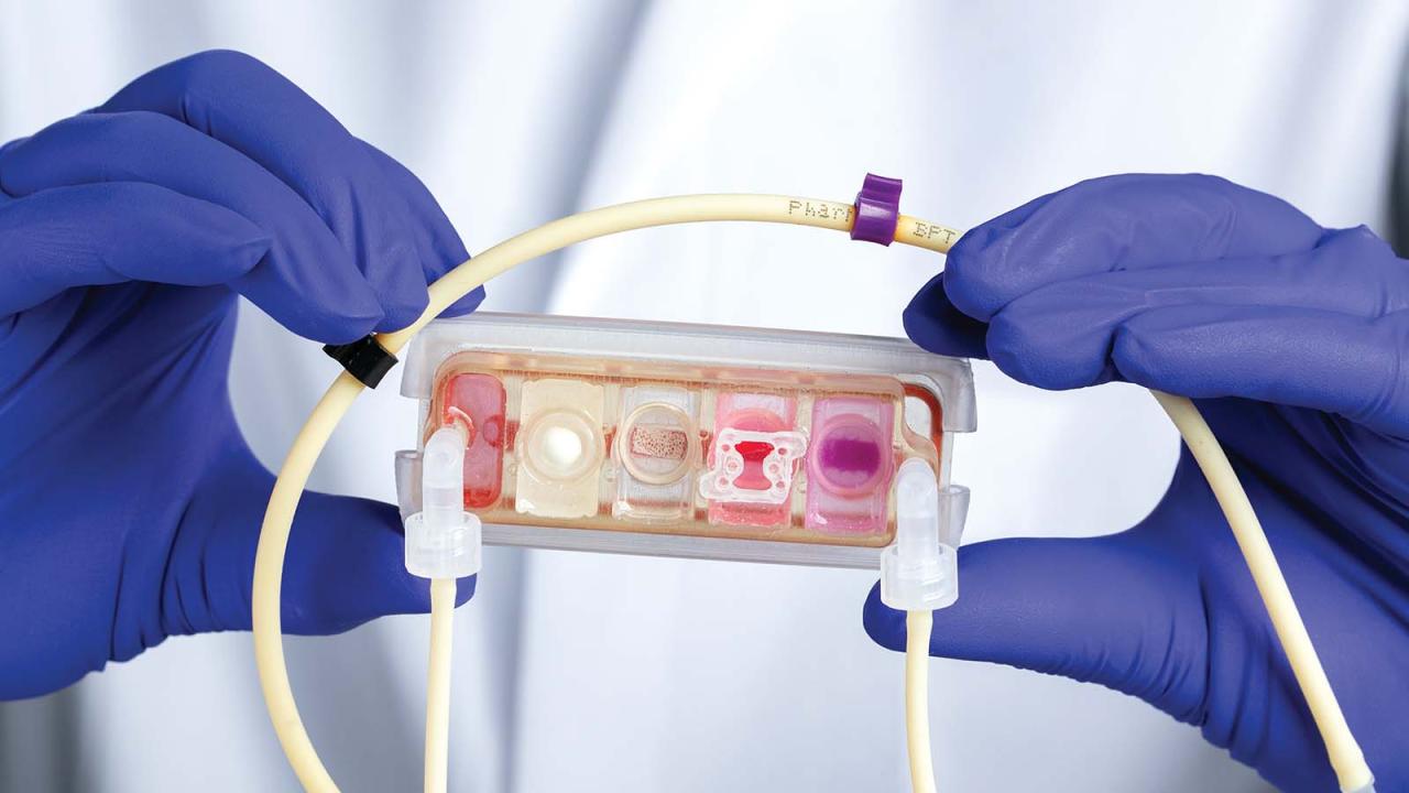 Building a Better Homunculus | Vagelos College of Physicians and Surgeons