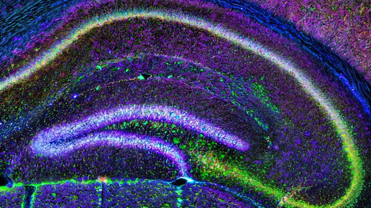 About Precision Psychiatry | Vagelos College of Physicians and Surgeons