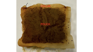 Skill Module: Teabags | Vagelos College of Physicians and Surgeons