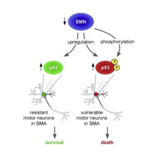 Converging Mechanisms of p53 Activation Drive Motor Neuron Degeneration ...